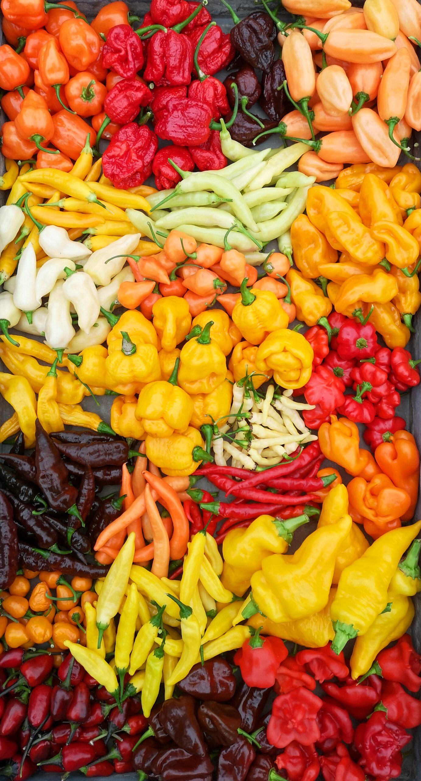 Chili, en het passion - Örtasällskapet